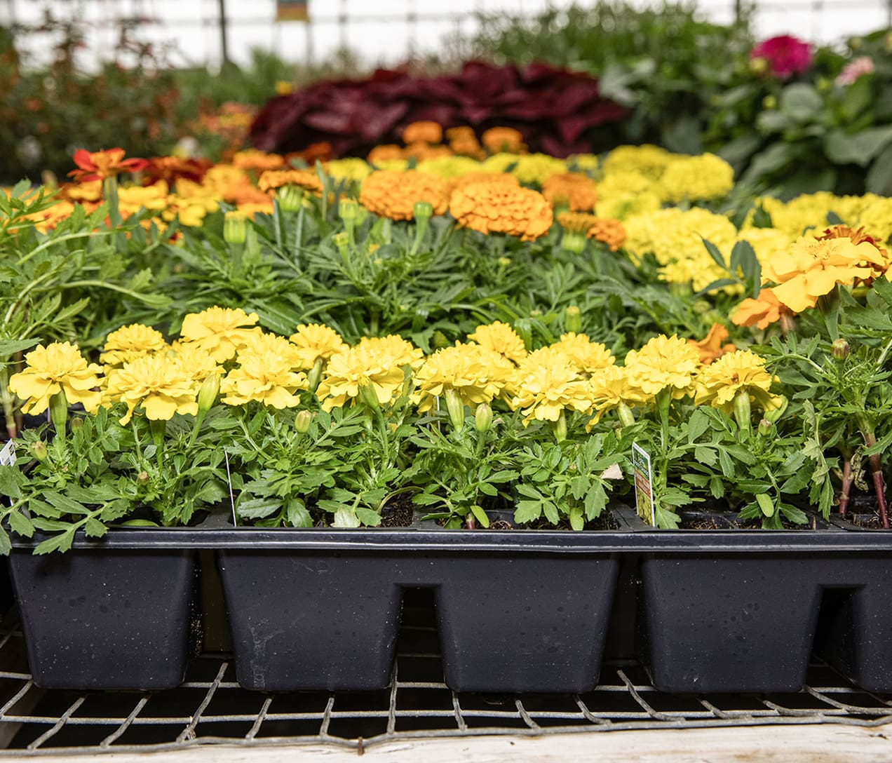 Seed Starting Flats & Inserts | East Jordan Plastics